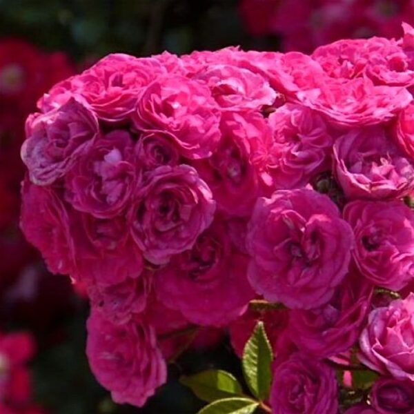 დინკი – Rose Hall